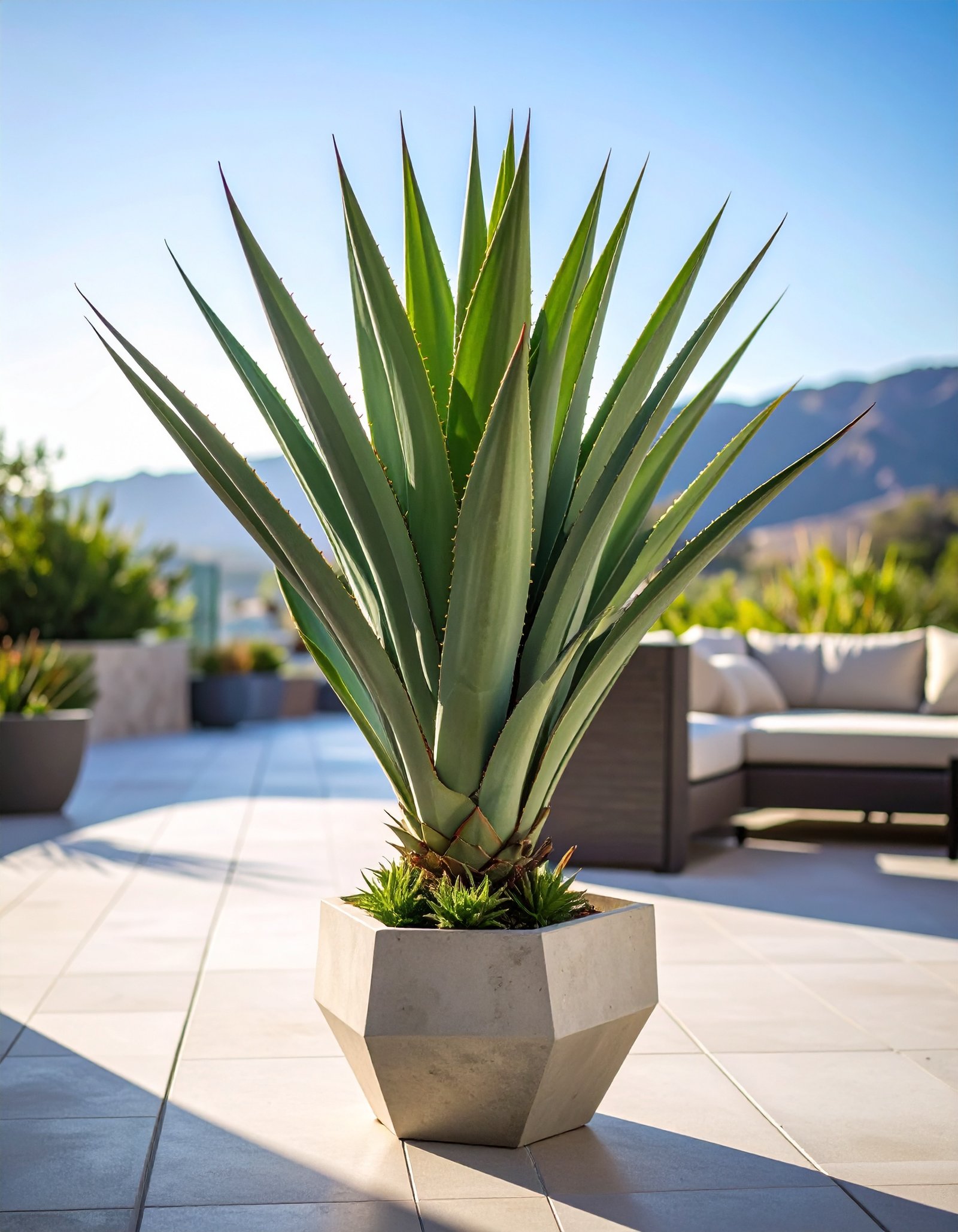 90 CM GREEN AGAVE SISALANA PLANT WITH 26 LEAVES. – Belle Maison